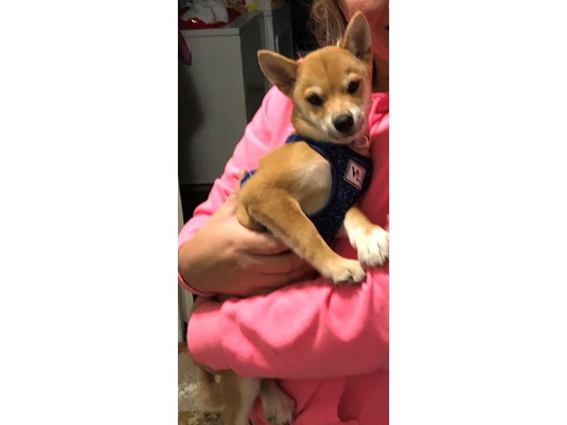 Ciley is missing in Chillicothe, Ohio 45601 - Petkey