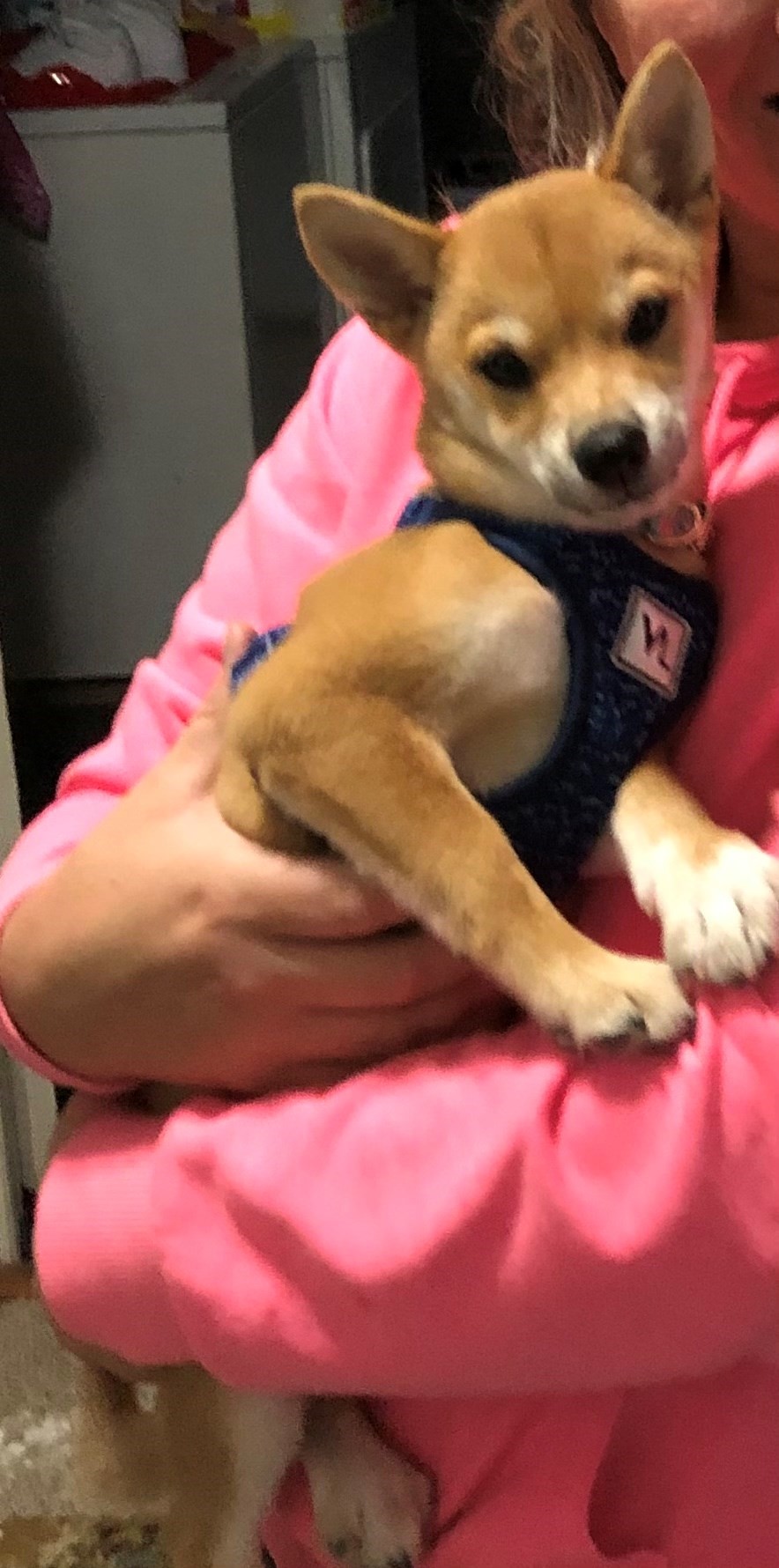 Ciley is missing in Chillicothe, Ohio 45601 - Petkey