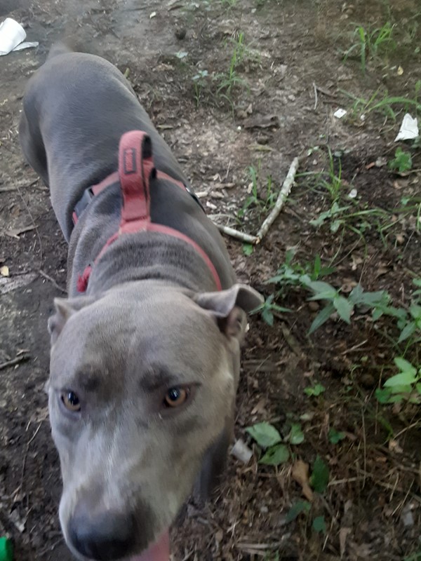 Found Dog - Pit Bull in Albertville, Alabama - Petkey