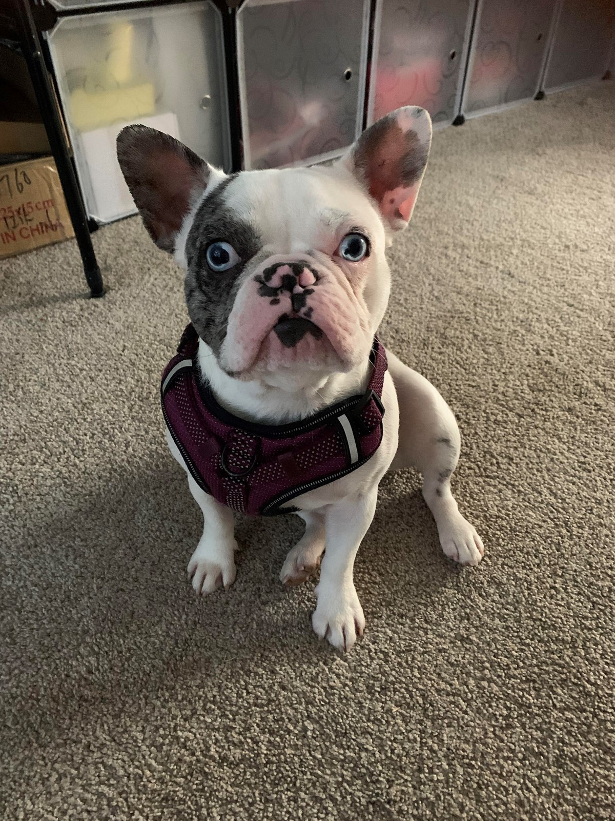 Bailey Bae is missing in Fairburn, Georgia 30213 - Petkey