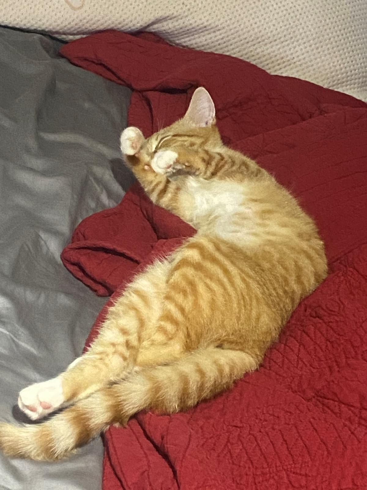 Kindli is missing in Jacksonville, Florida 32225 - Petkey