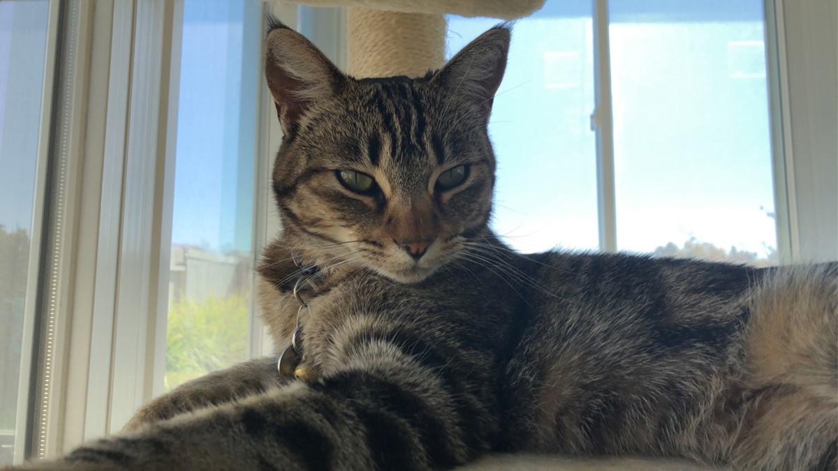 Meow meow is missing in Temecula, California 92591 - Petkey