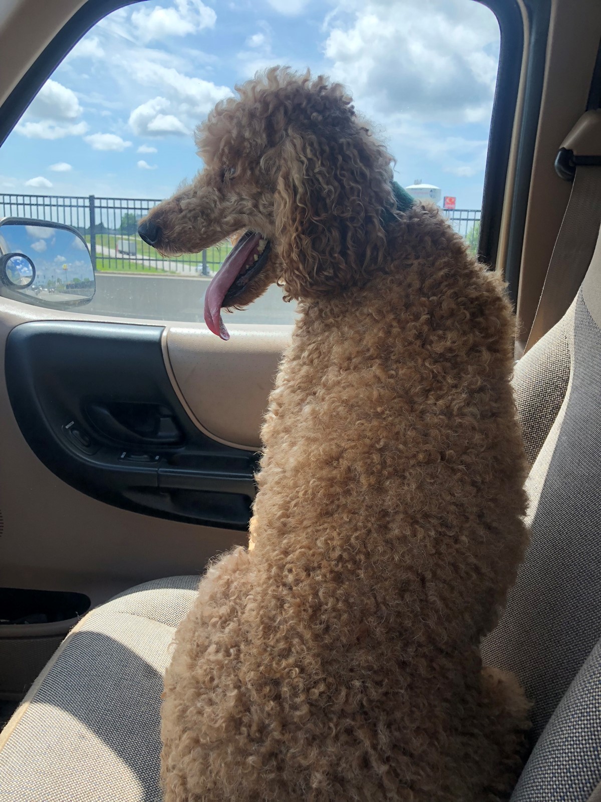 Prince Moose is missing in Parkville, Missouri 64152 - Petkey