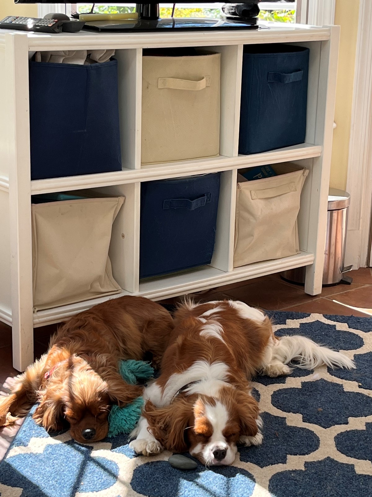 Toby is missing in Washington, Washington DC 20015 - Petkey