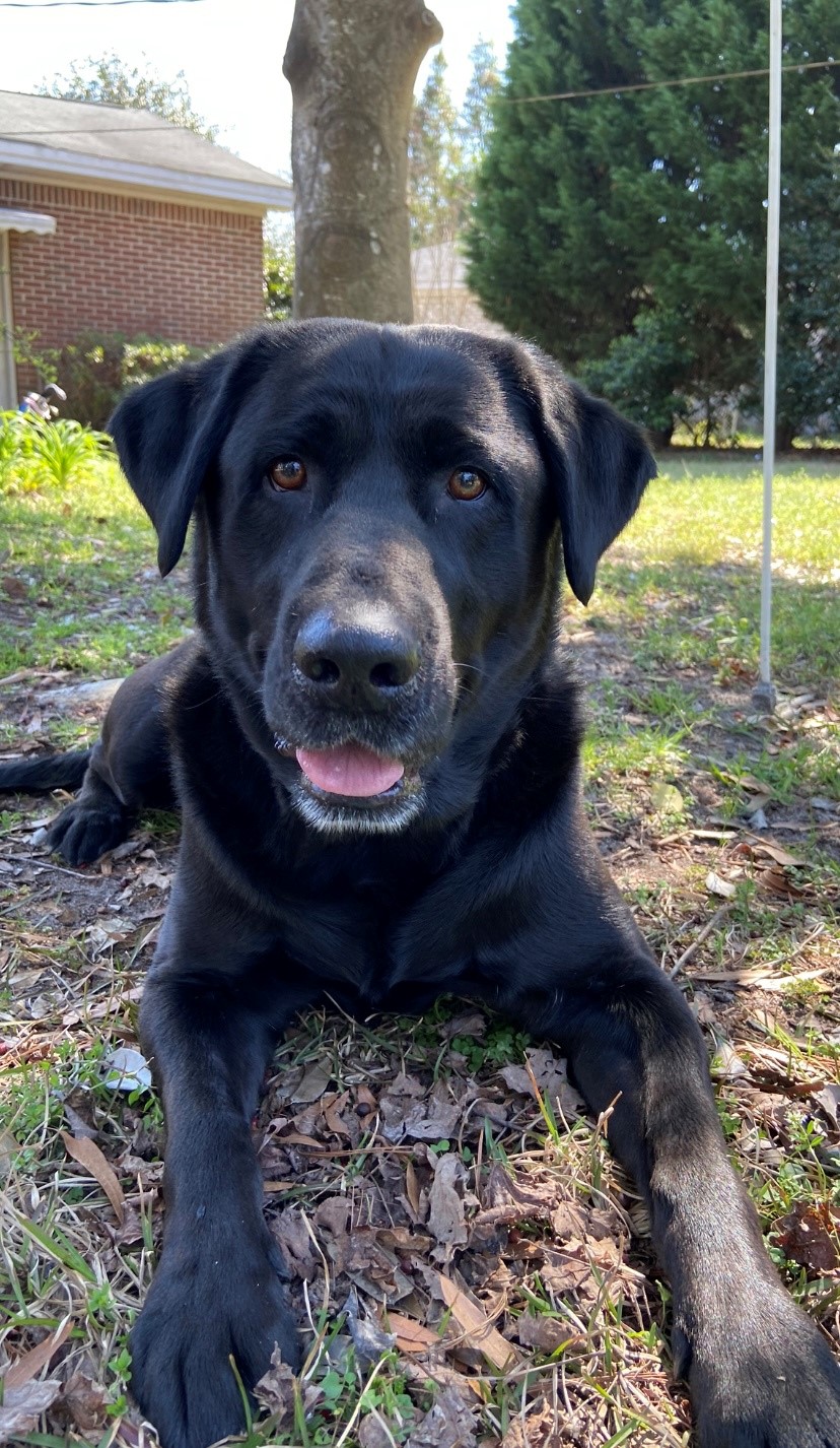 Cooper is missing in Cayce, South Carolina 29033 - Petkey