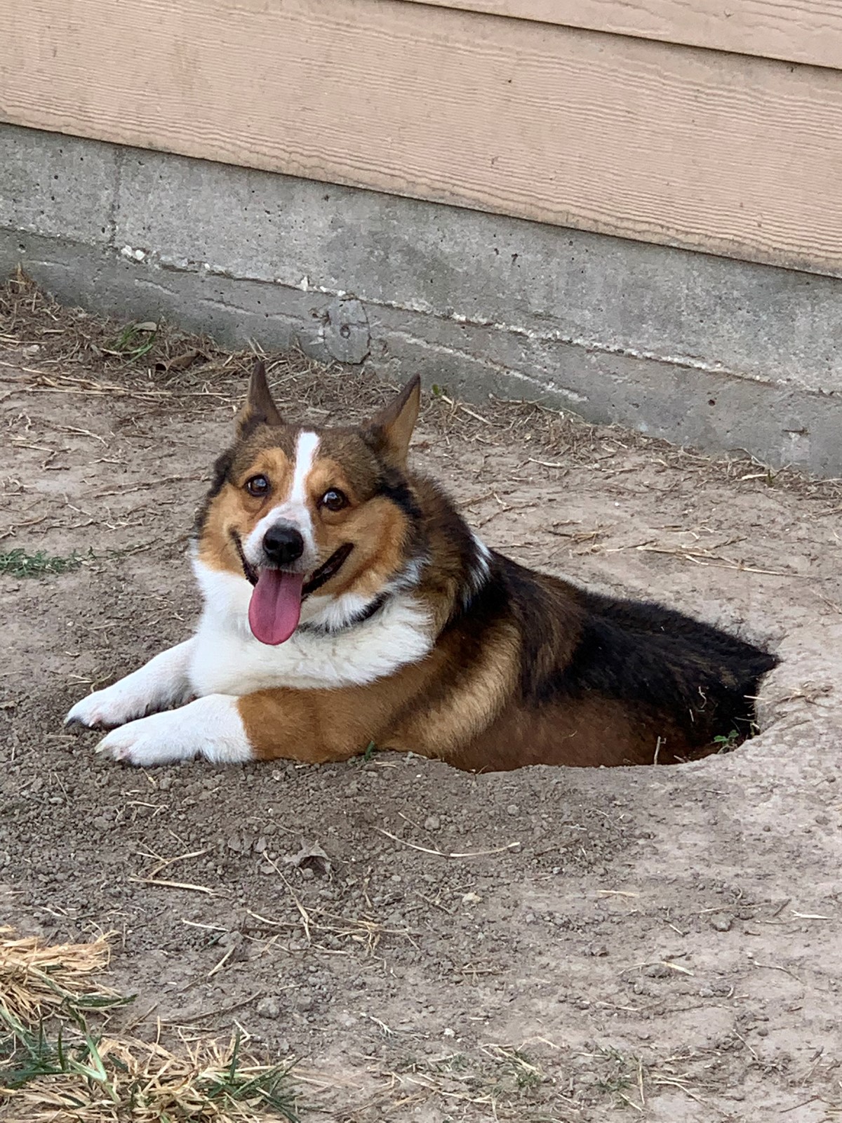 Max Vega Cardenas is missing in Houston, Texas 77086 - Petkey