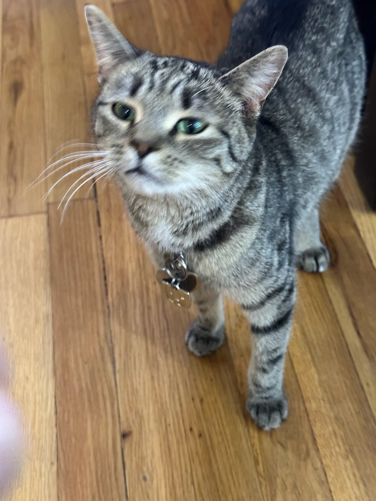 Luna is missing in Carteret, New Jersey 07008 - Petkey