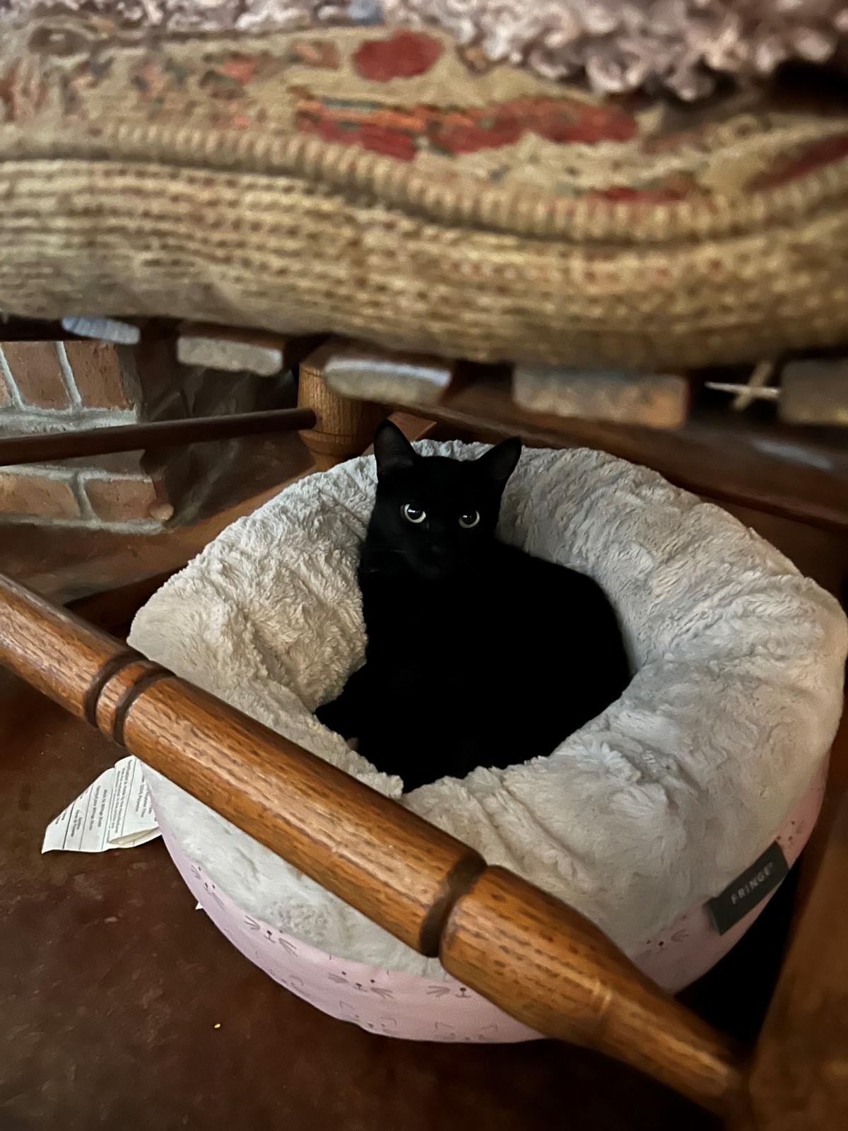 Stevie is missing in Ozark, Arkansas 68305 - Petkey