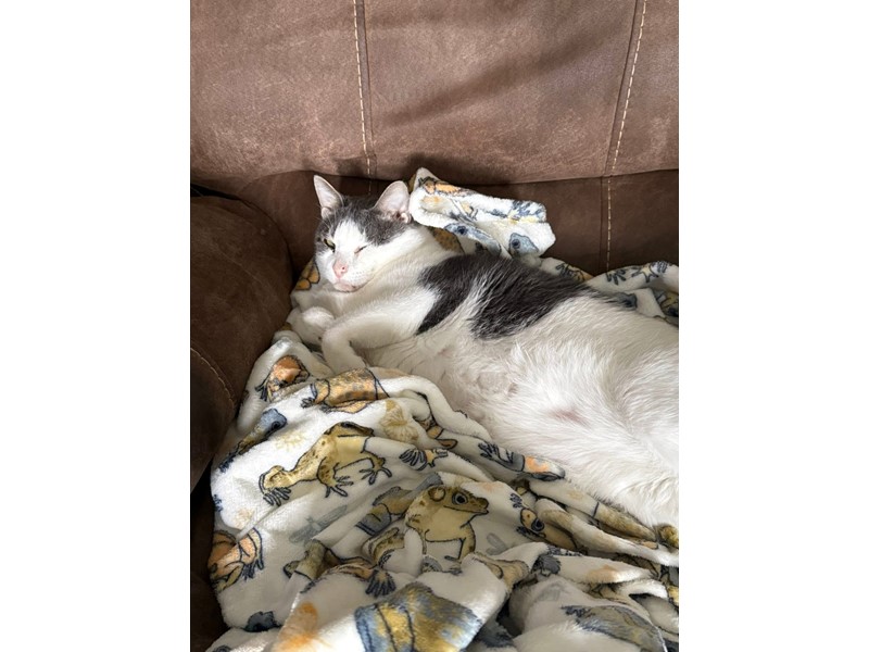 Uncle Waldo is missing in League City, TX - Petkey