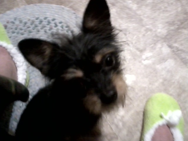 Dodley is missing in milwaukee, Wisconsin 53208 - Petkey