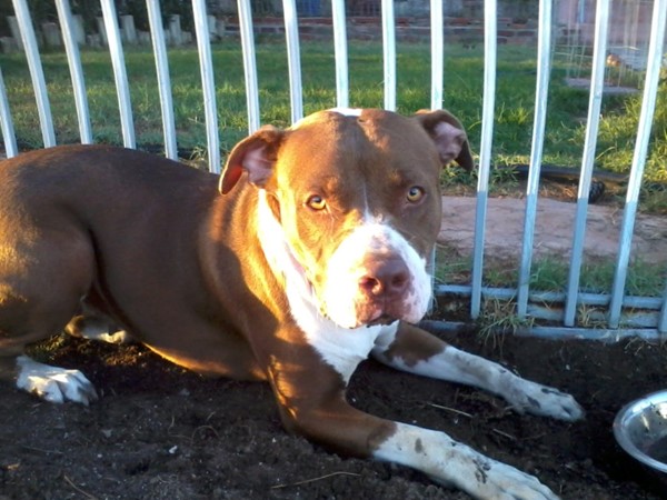 Found Dog - Pit bull in El Paso, Texas - Petkey