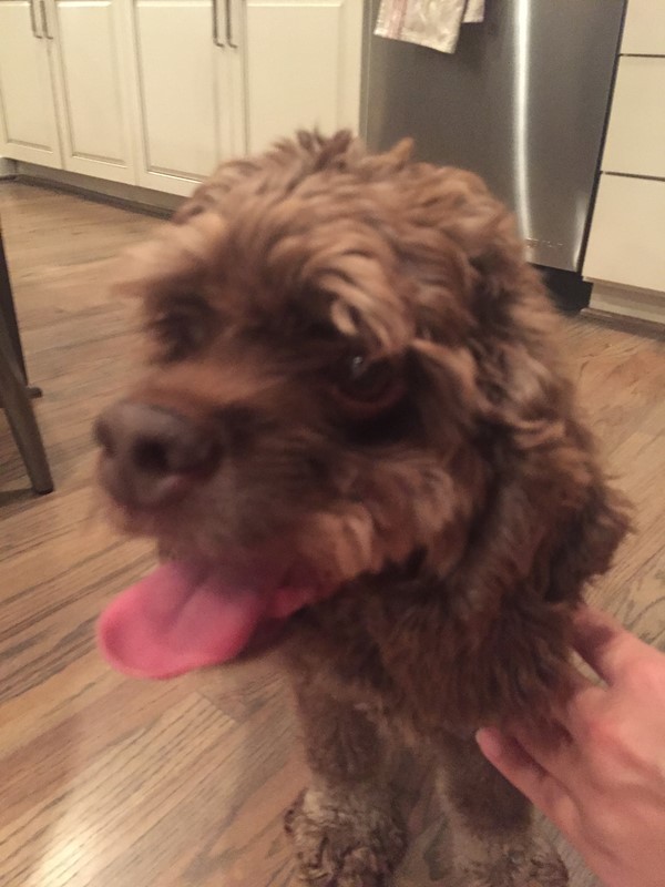 Found Dog - Poodle in Houston, Texas - Petkey