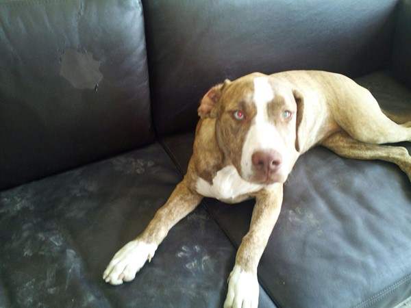 Found young dog - Mix, pitty-hound, unusual eyes. in Phoenix, Arizona ...