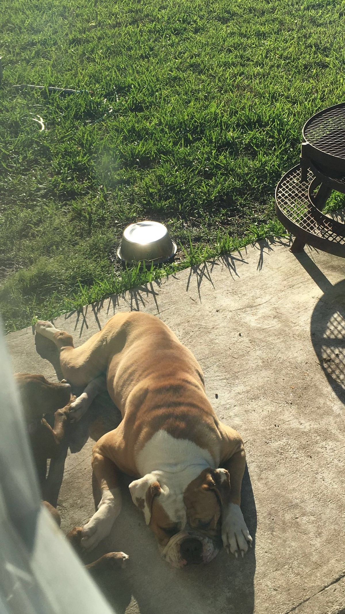 Debo is missing in Cypress, Texas 77433 - Petkey