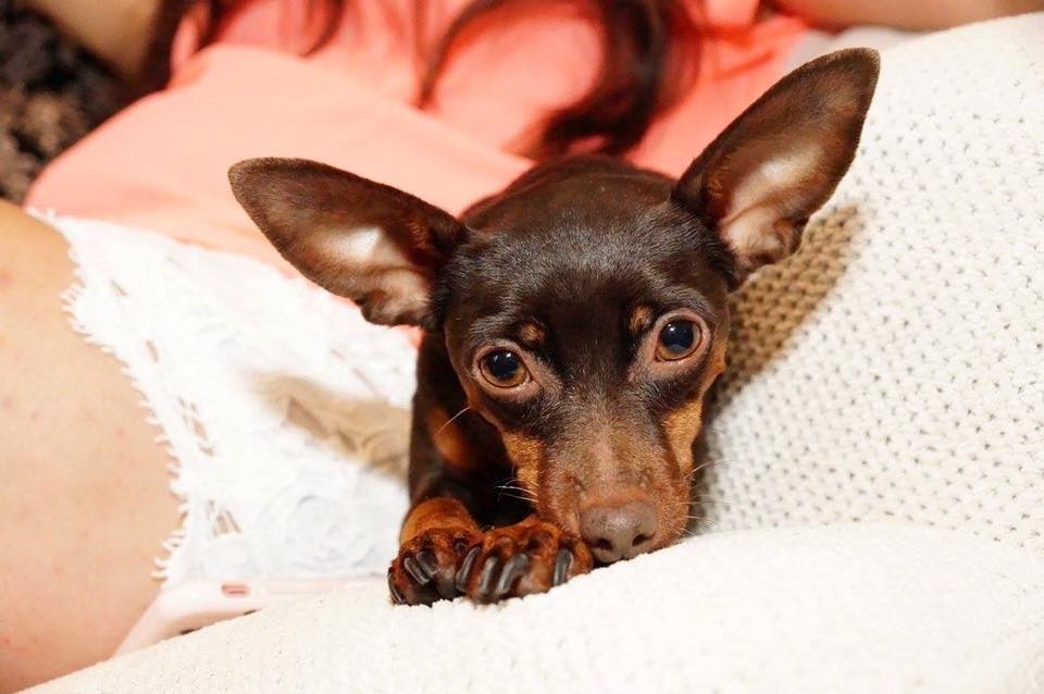 Frida is missing in Houston, Texas 77071 - Petkey